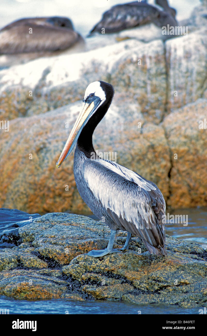 Peruvian Pelican Pelecanus thagus Concon CHILE December Adult ...