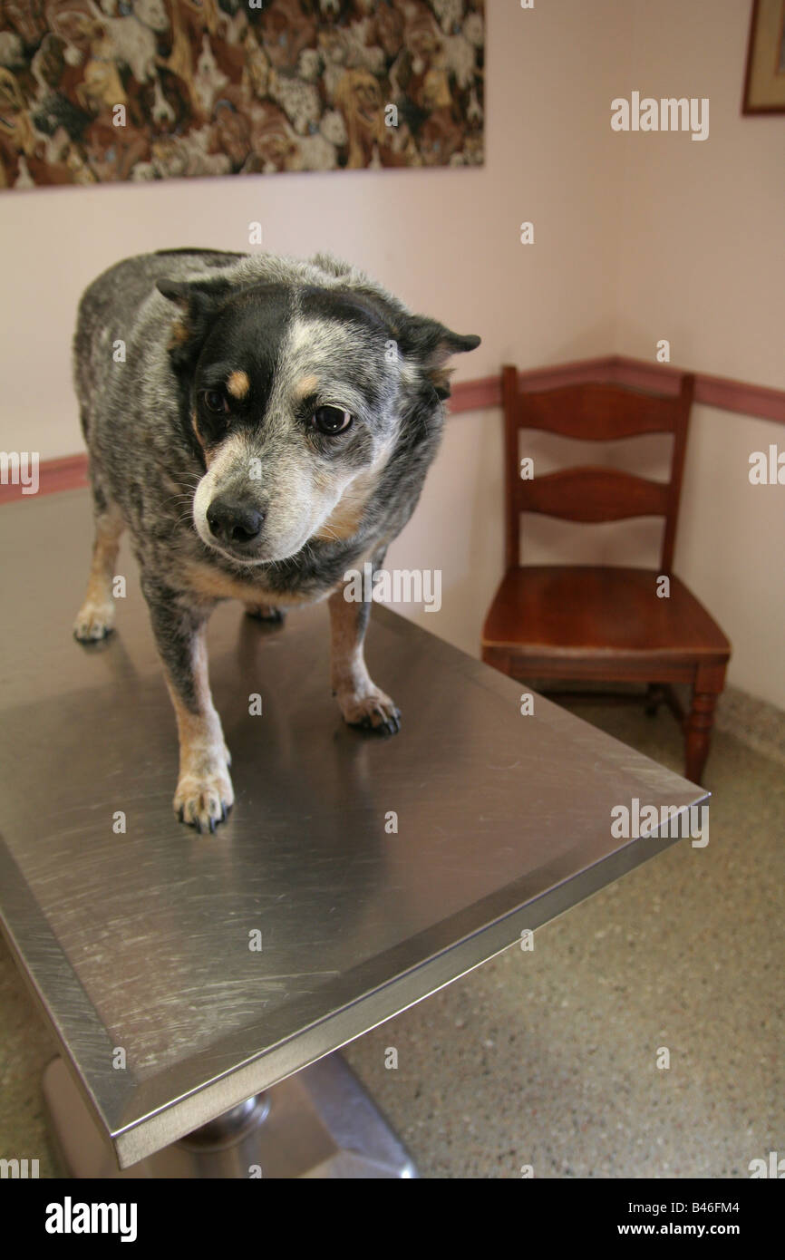 a canine (dog) patient ready for examination at the veterinary hospital ...