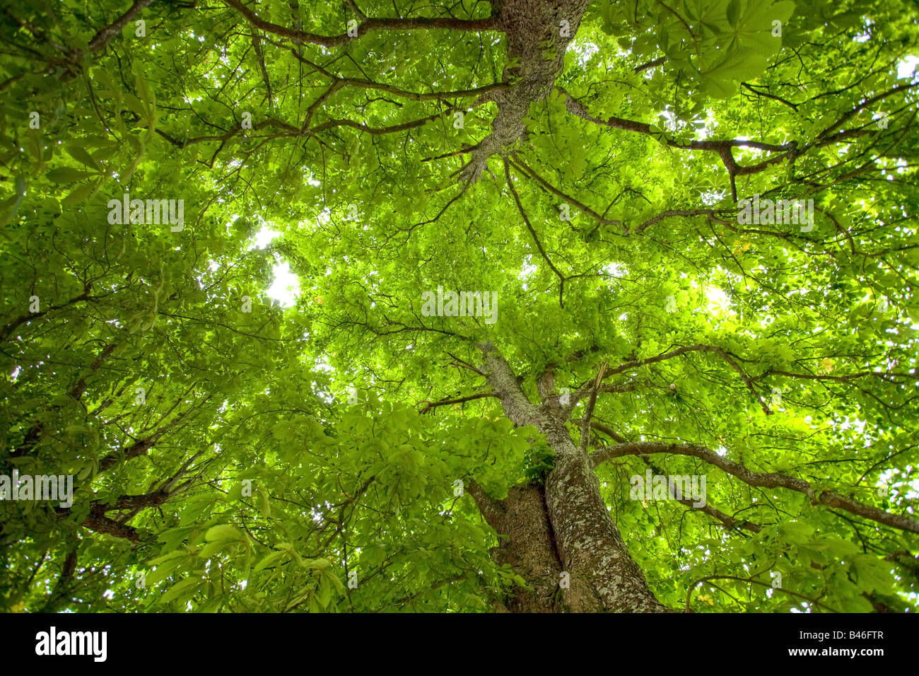 Dynamic tree view hi-res stock photography and images - Alamy