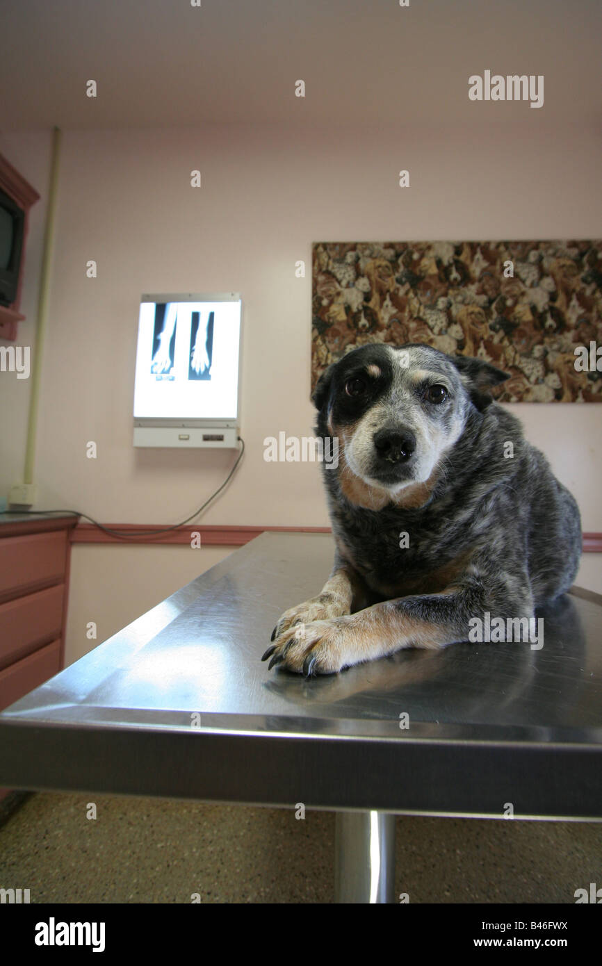 a canine (dog) patient ready in the veterinary hospital exam room ...