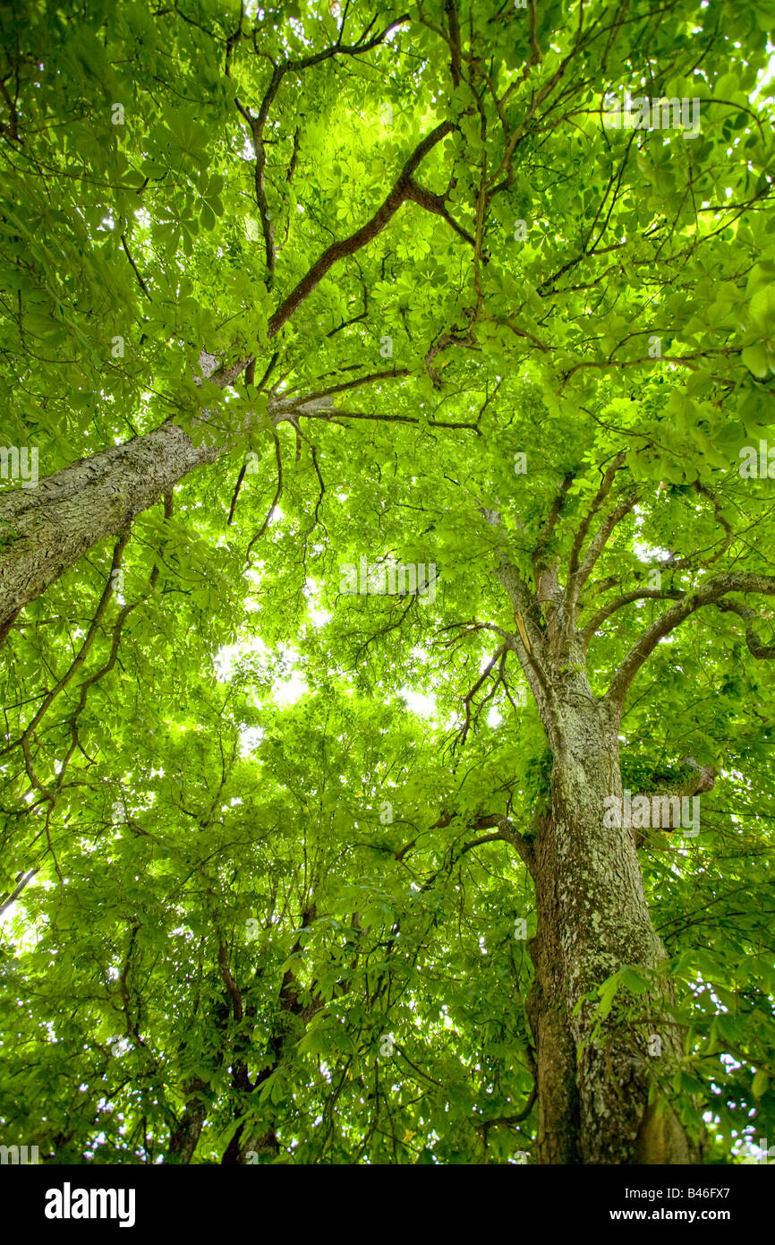 Dynamic tree view hi-res stock photography and images - Alamy