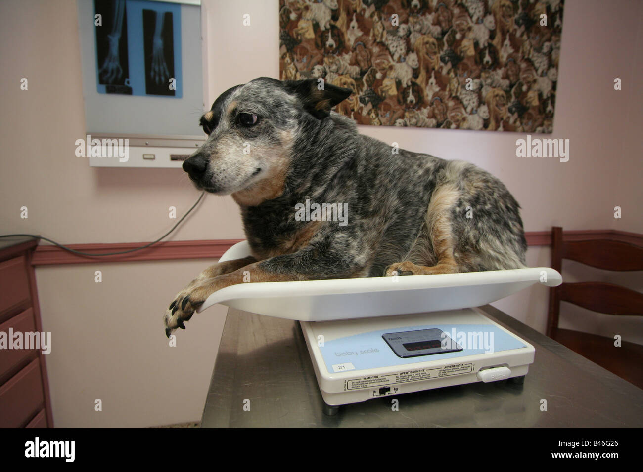 an obese canine (dog) patient ready in the veterinary hospital exam ...