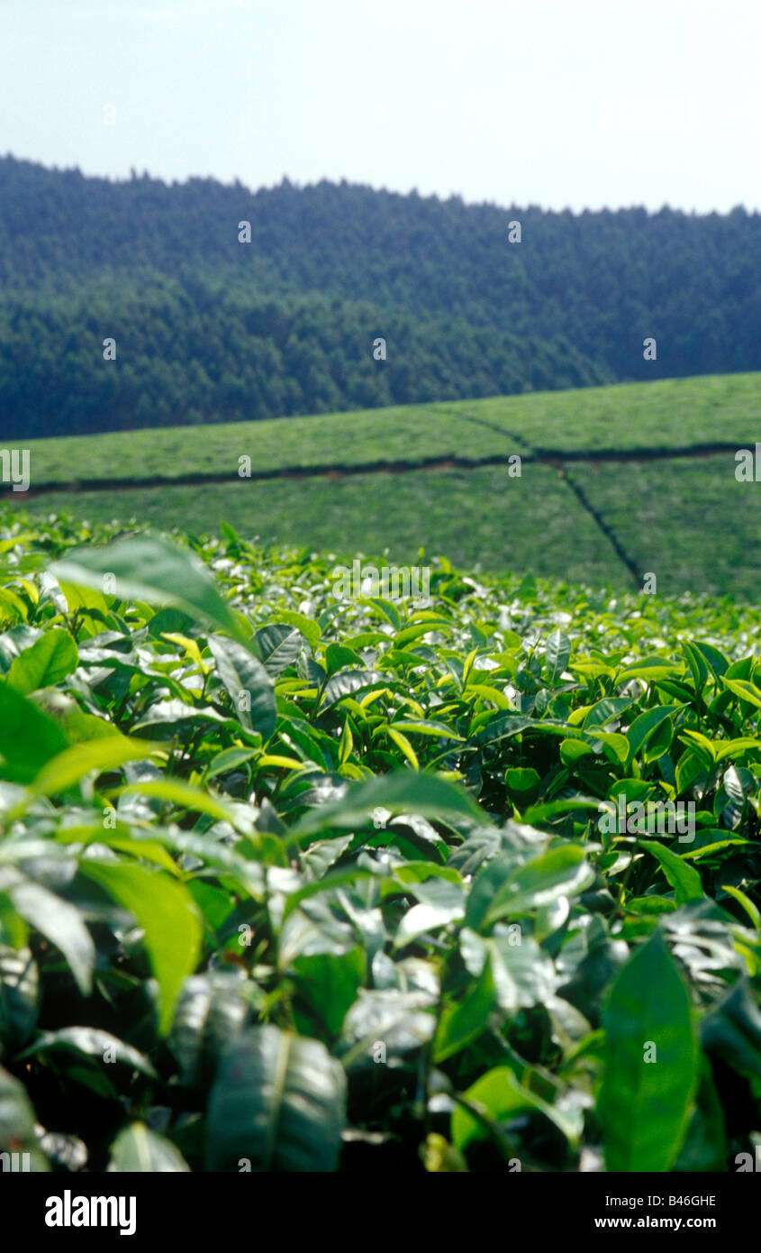 Tea plantation in Uganda, East Africa Stock Photo - Alamy