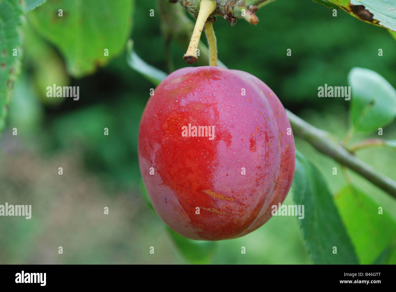 Victoria plum growing on a plum tree Stock Photo - Alamy