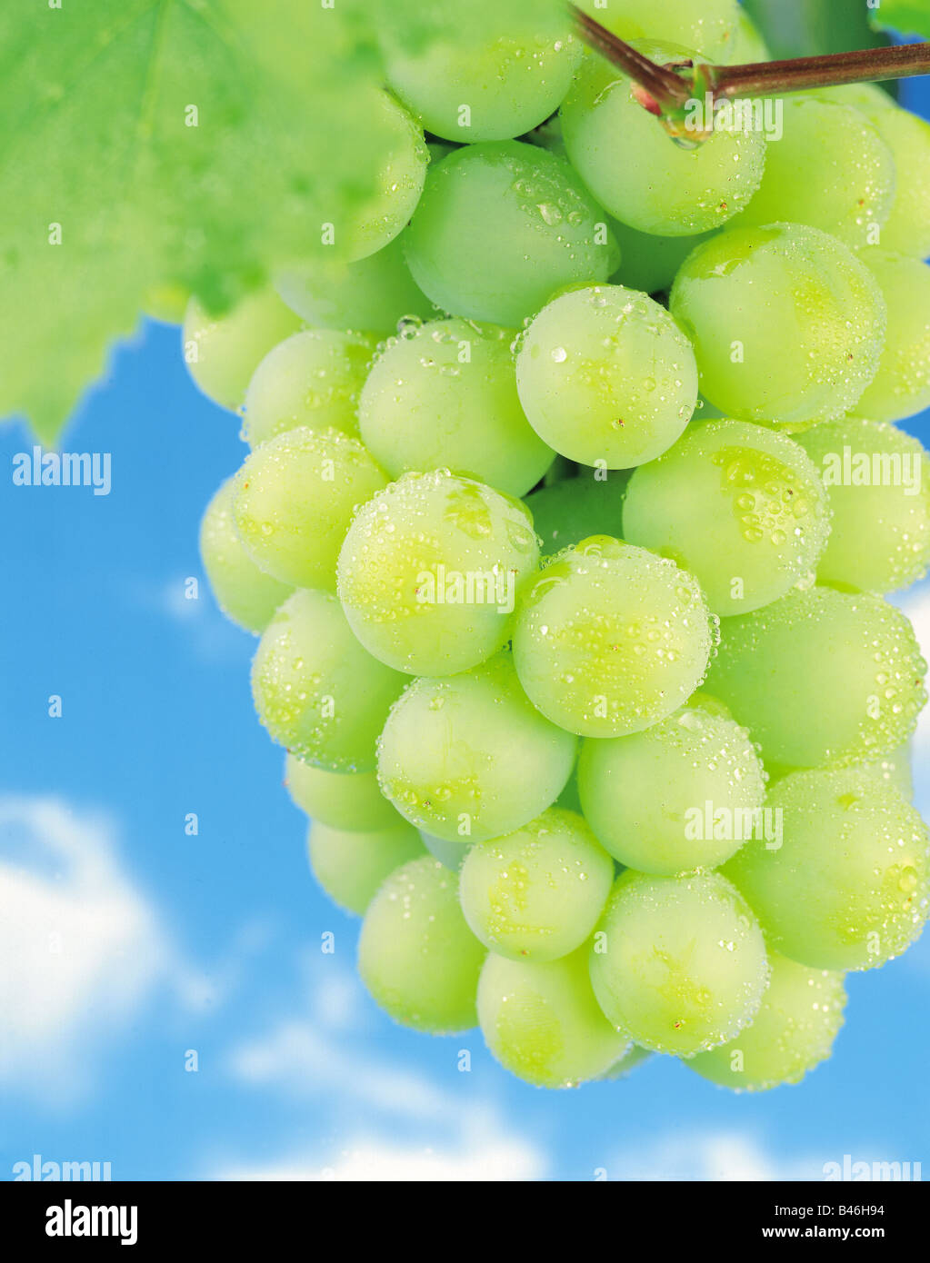 Muscat of alexandria grapes hi-res stock photography and images - Alamy