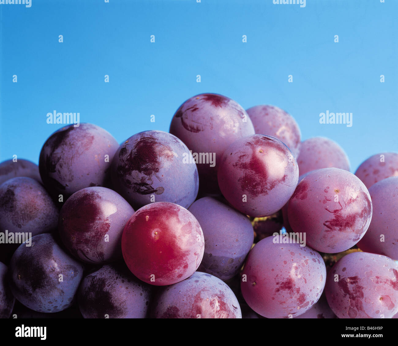 Pione grapes food and drink hi-res stock photography and images - Alamy