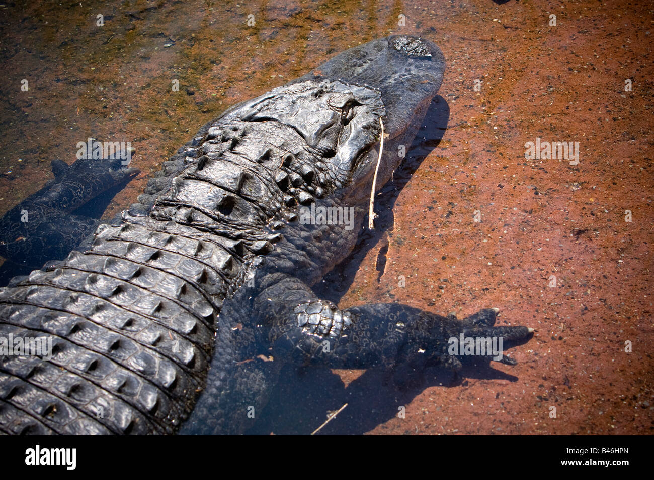 Large crocodile waiting in shallow water Stock Photo - Alamy