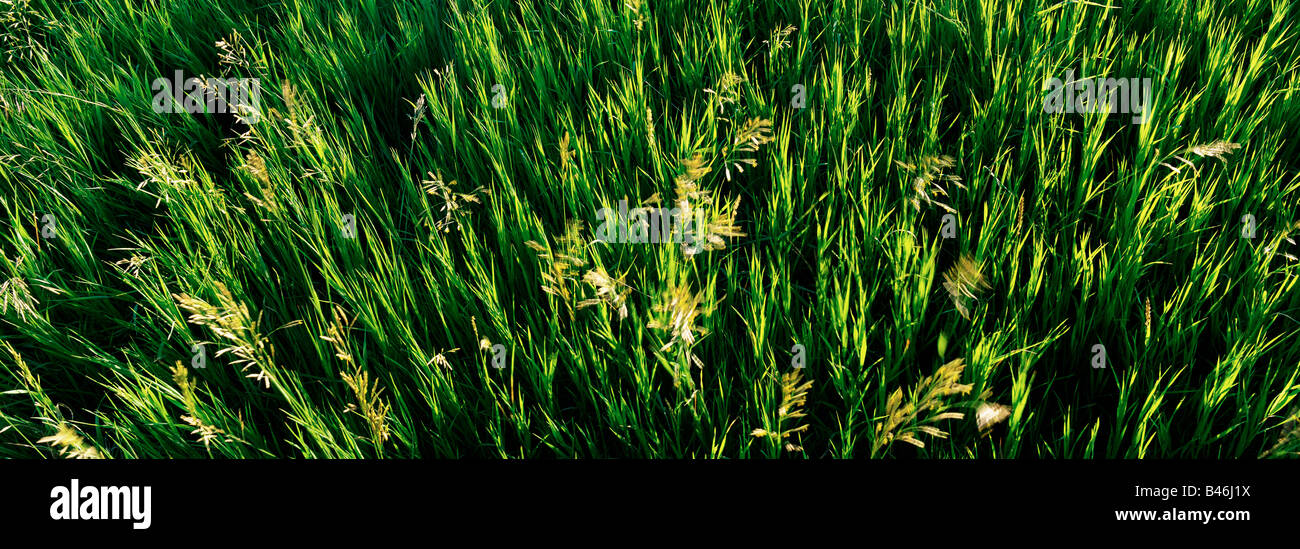 North american wild oats grass hi-res stock photography and images - Alamy
