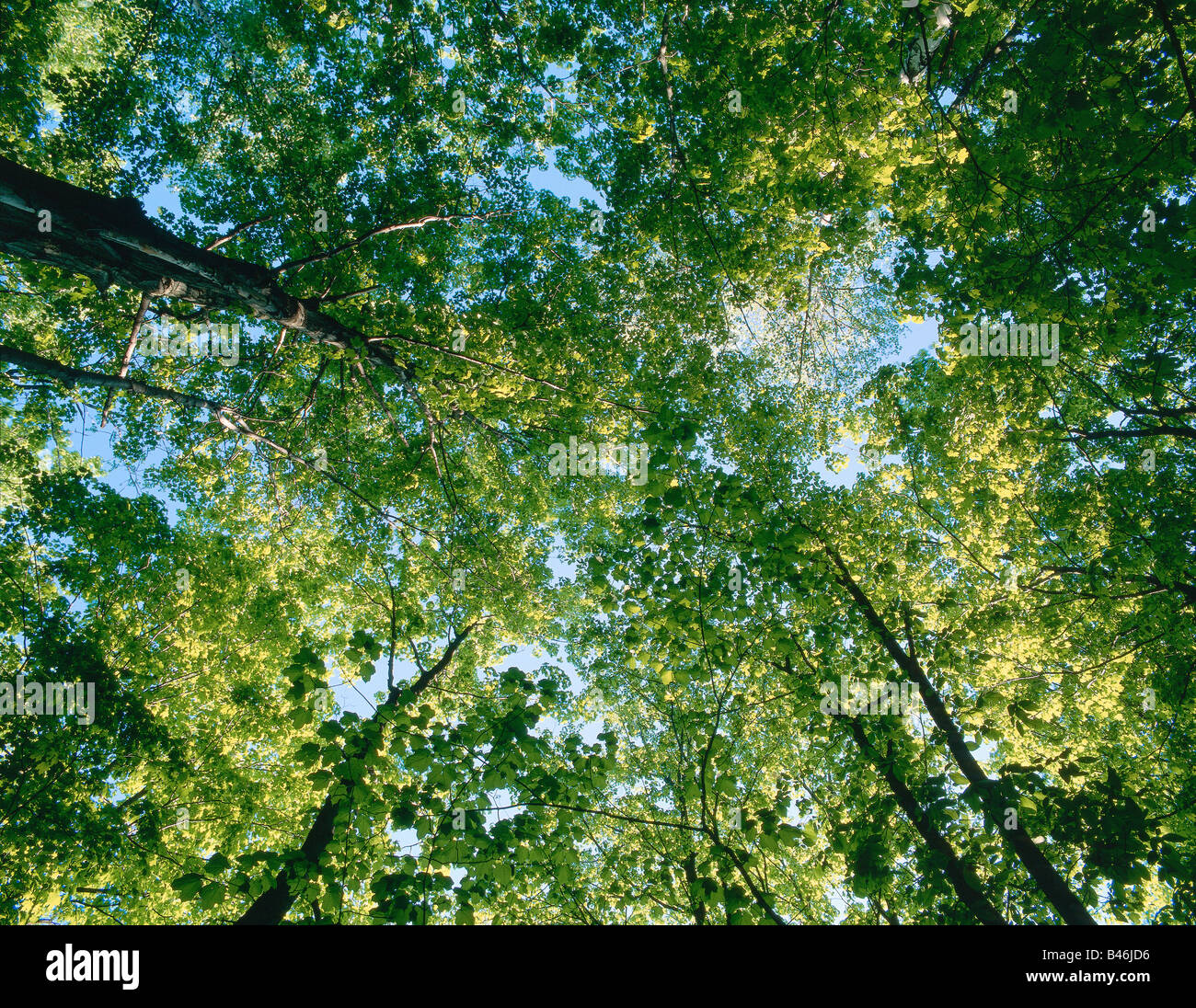 Agreement forest hi-res stock photography and images - Alamy