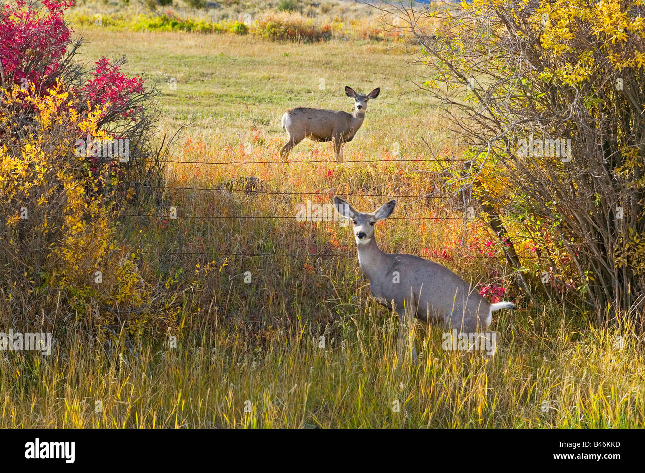 Fall Scenery With Deer