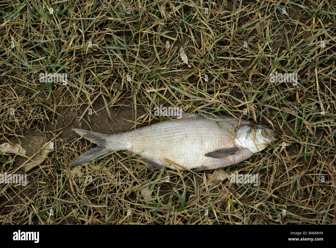 Washed Up Dead Fish High Resolution Stock Photography and Images - Alamy