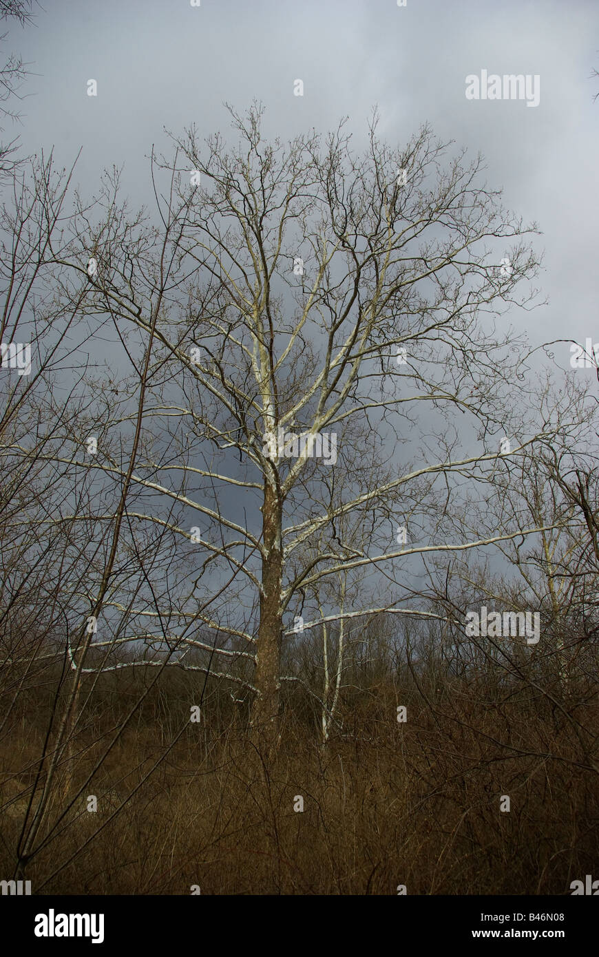 Grey birch hi-res stock photography and images - Alamy