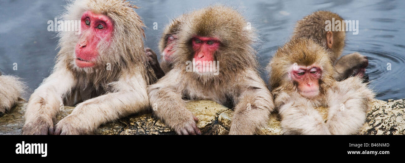 Portrait of Japanese Macaques Stock Photo - Alamy