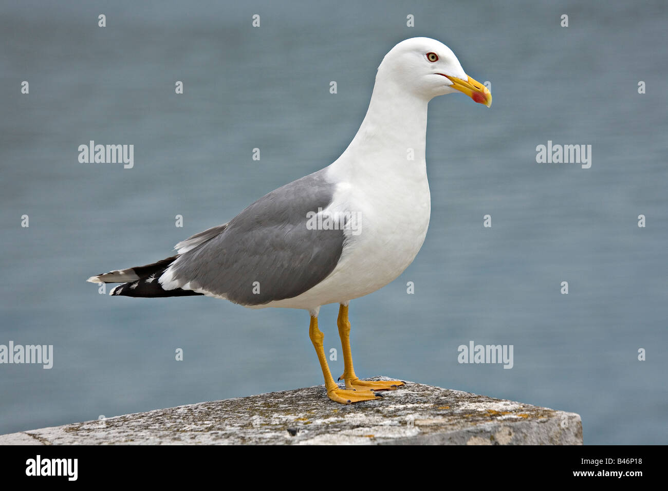 Gull wing shape hi-res stock photography and images - Alamy