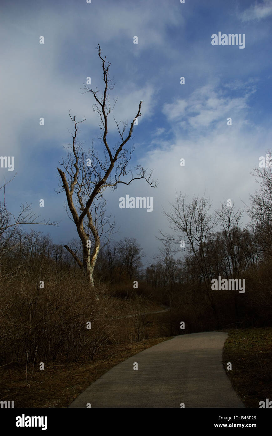 A paved trail with a single dead tree against a cloudy blue sky Stock ...