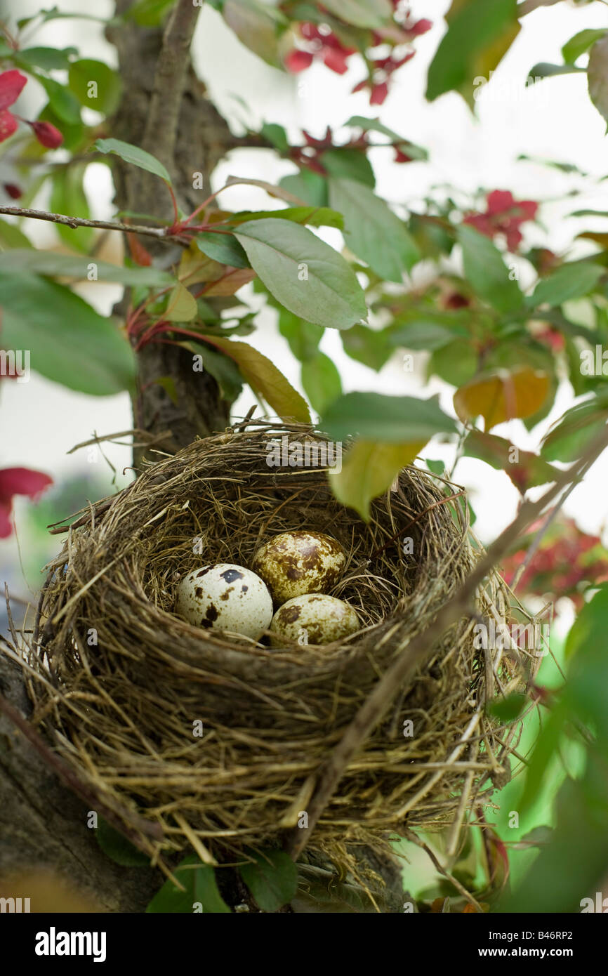 Eggs in Nest Stock Photo - Alamy
