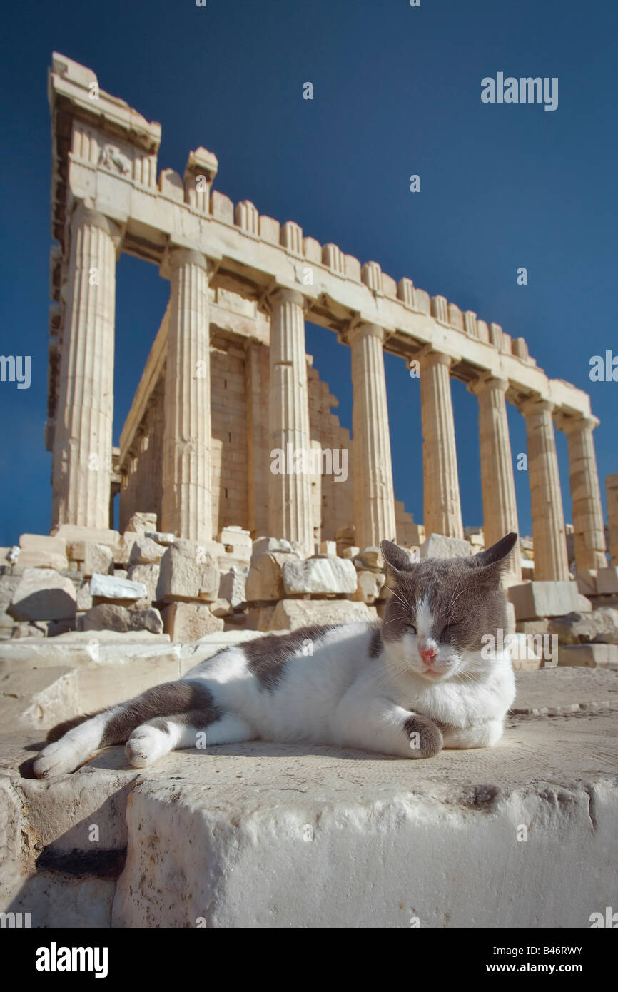 Cat by Acropolis, Athens, Greece Stock Photo - Alamy