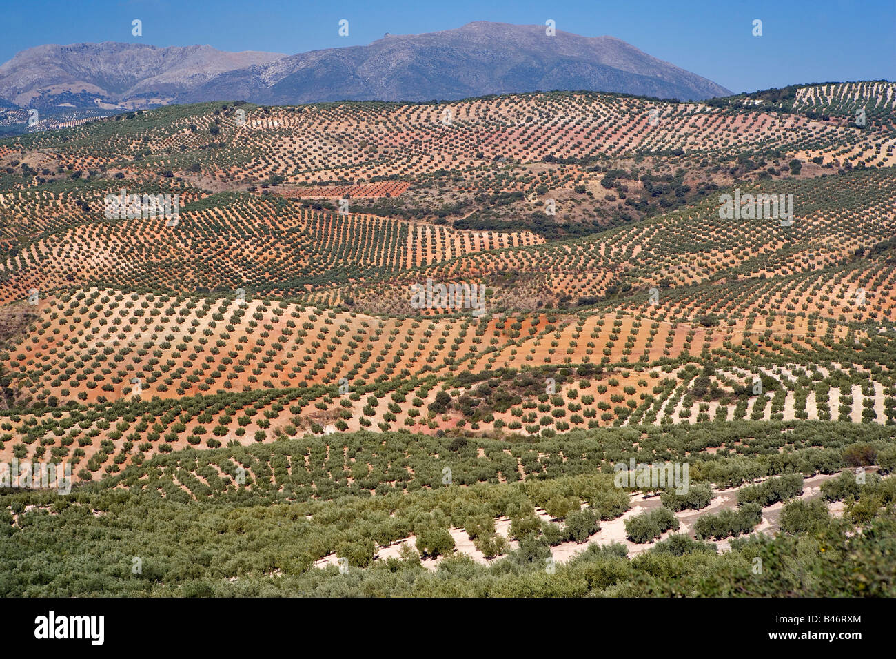 Overview of Olive Orchards, Andalucia, Spain Stock Photo - Alamy