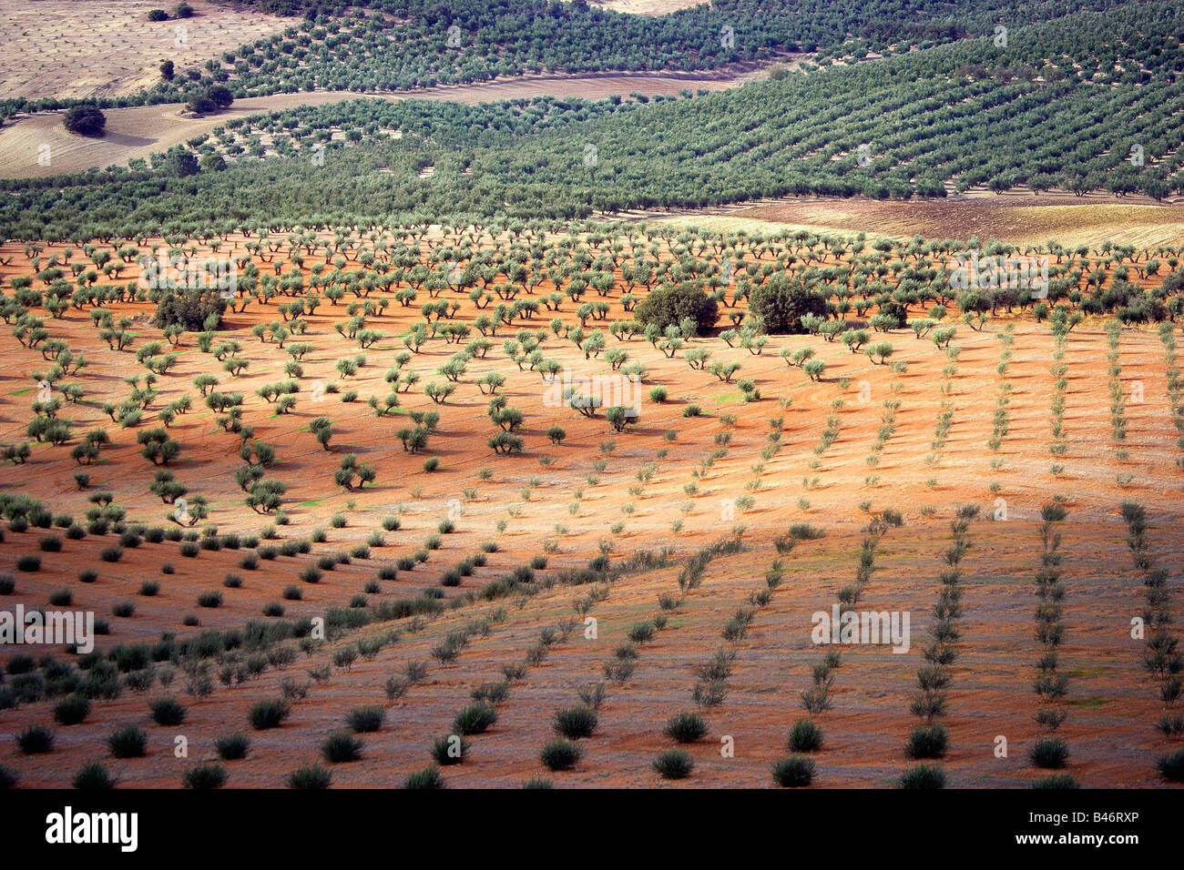 Overview of Olive Orchards, Andalucia, Spain Stock Photo - Alamy