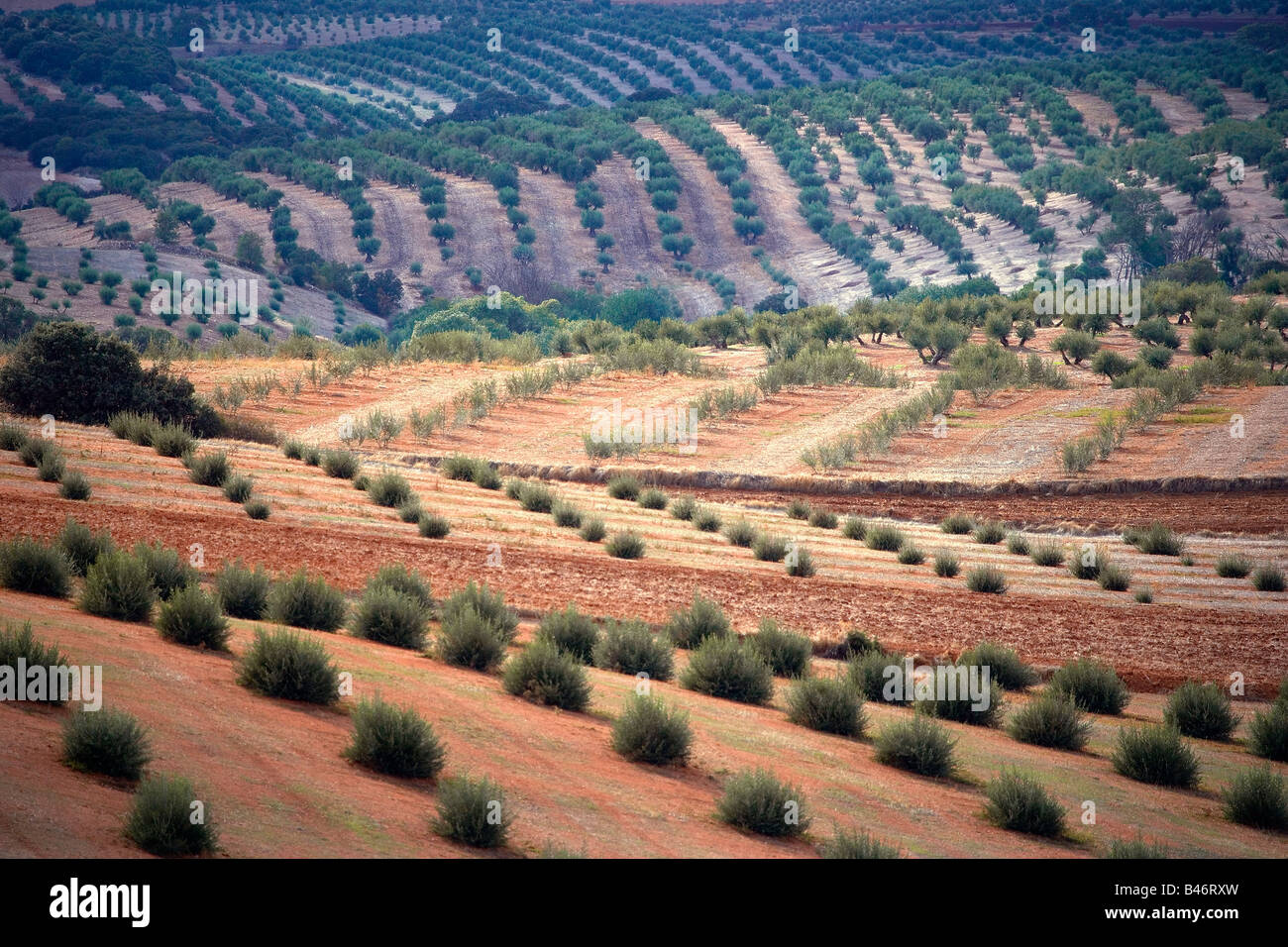 Overview of Olive Orchards, Andalucia, Spain Stock Photo - Alamy