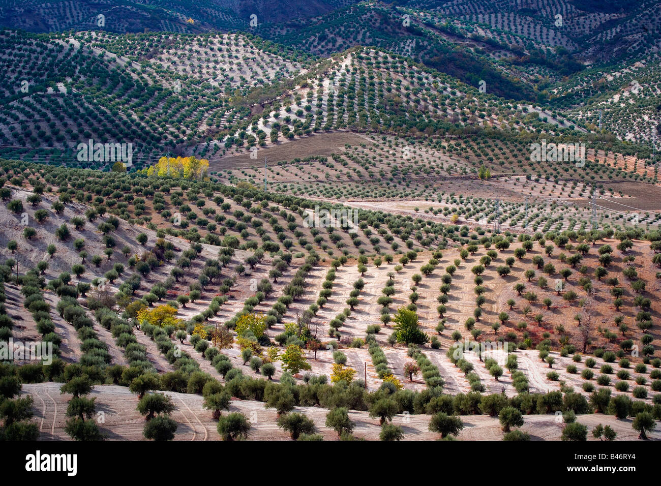 Overview of Olive Orchards, Andalucia, Spain Stock Photo - Alamy