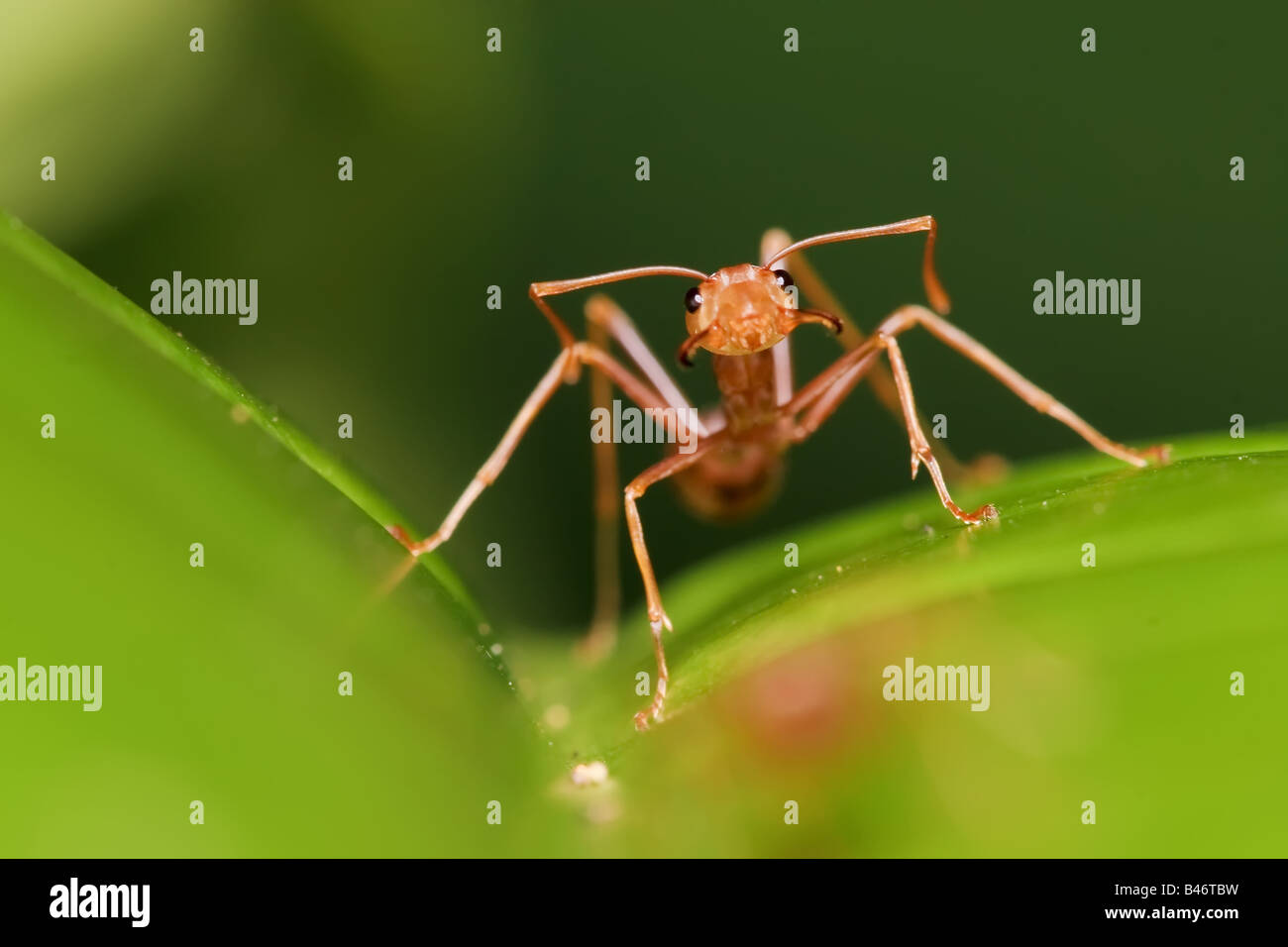 Angry for nature hi-res stock photography and images - Alamy