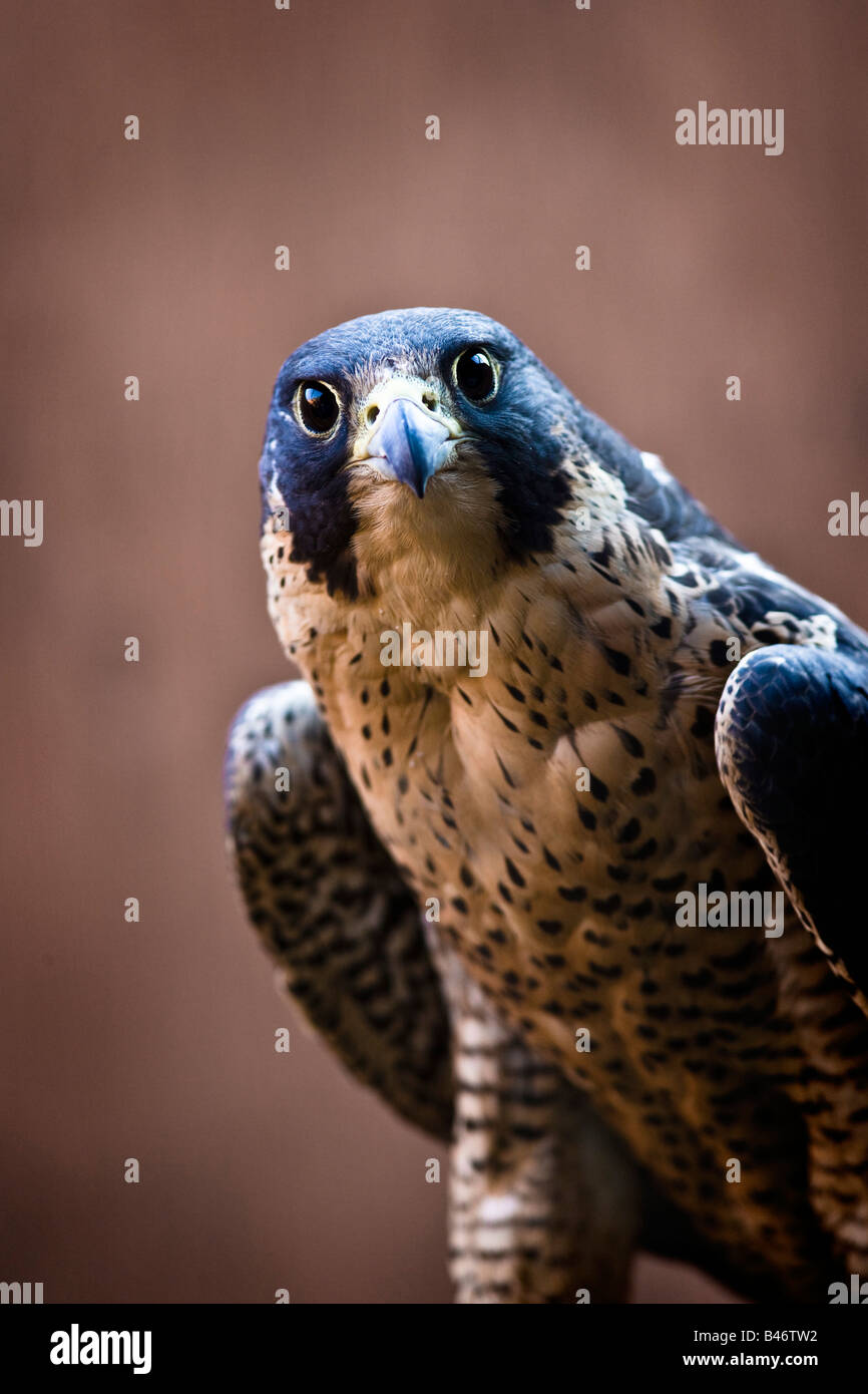 Color falcon hi-res stock photography and images - Alamy