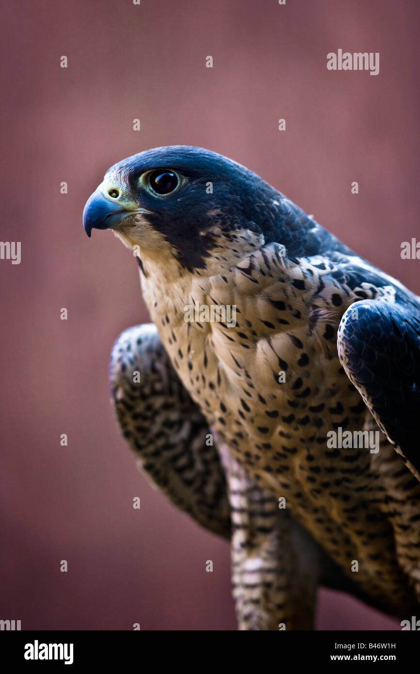 The falcon hi-res stock photography and images - Alamy