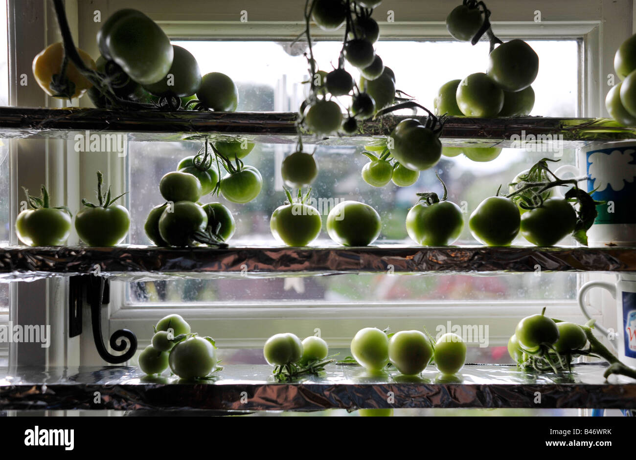 Green tomatoes lined up in the kitchen window Stock Photo - Alamy