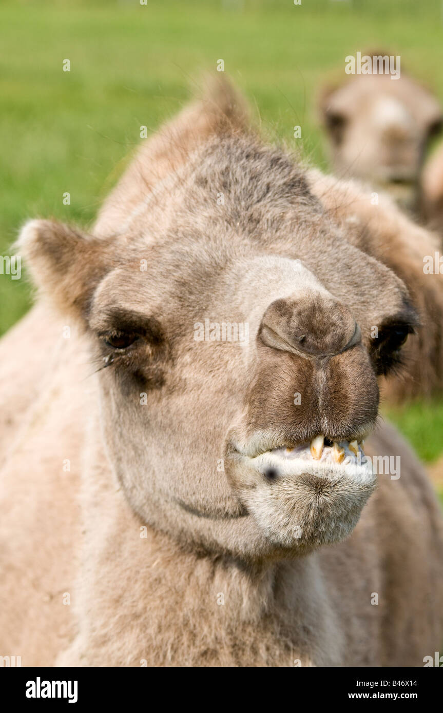 Camel showing teeth hi-res stock photography and images - Alamy