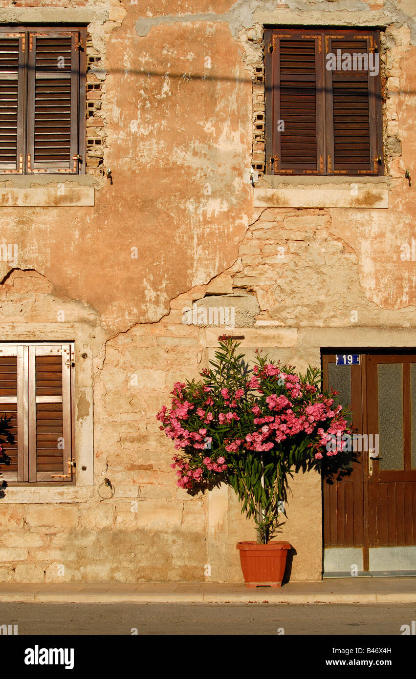 Oleander Shrub in Bloom in Flower pot Istria Croatia Stock Photo - Alamy