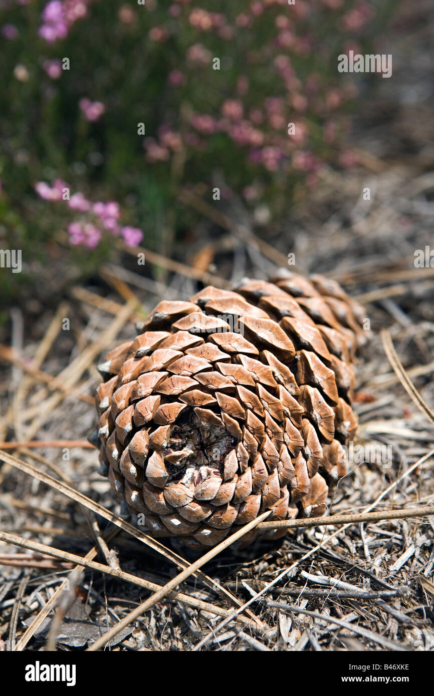 Close up of coniferous tree cones fallen on earth in forest of Pinhal ...