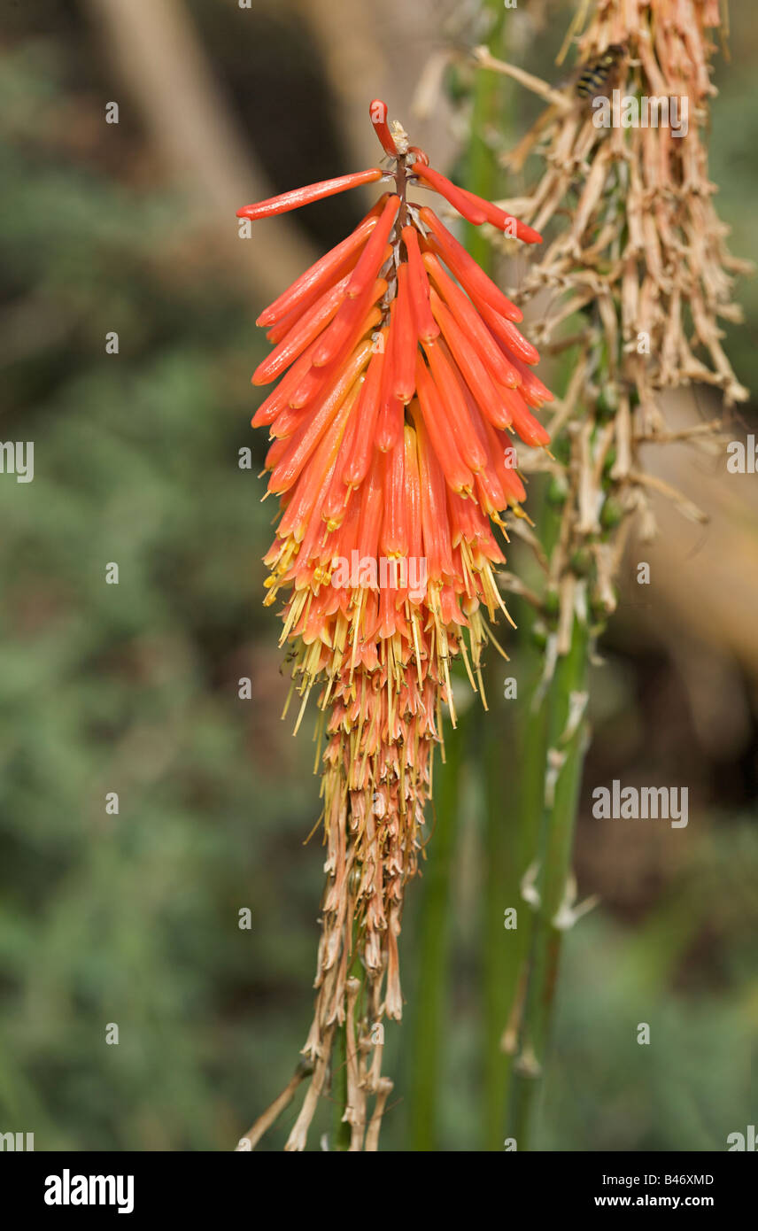Triangularis torch flower Stock Photo - Alamy