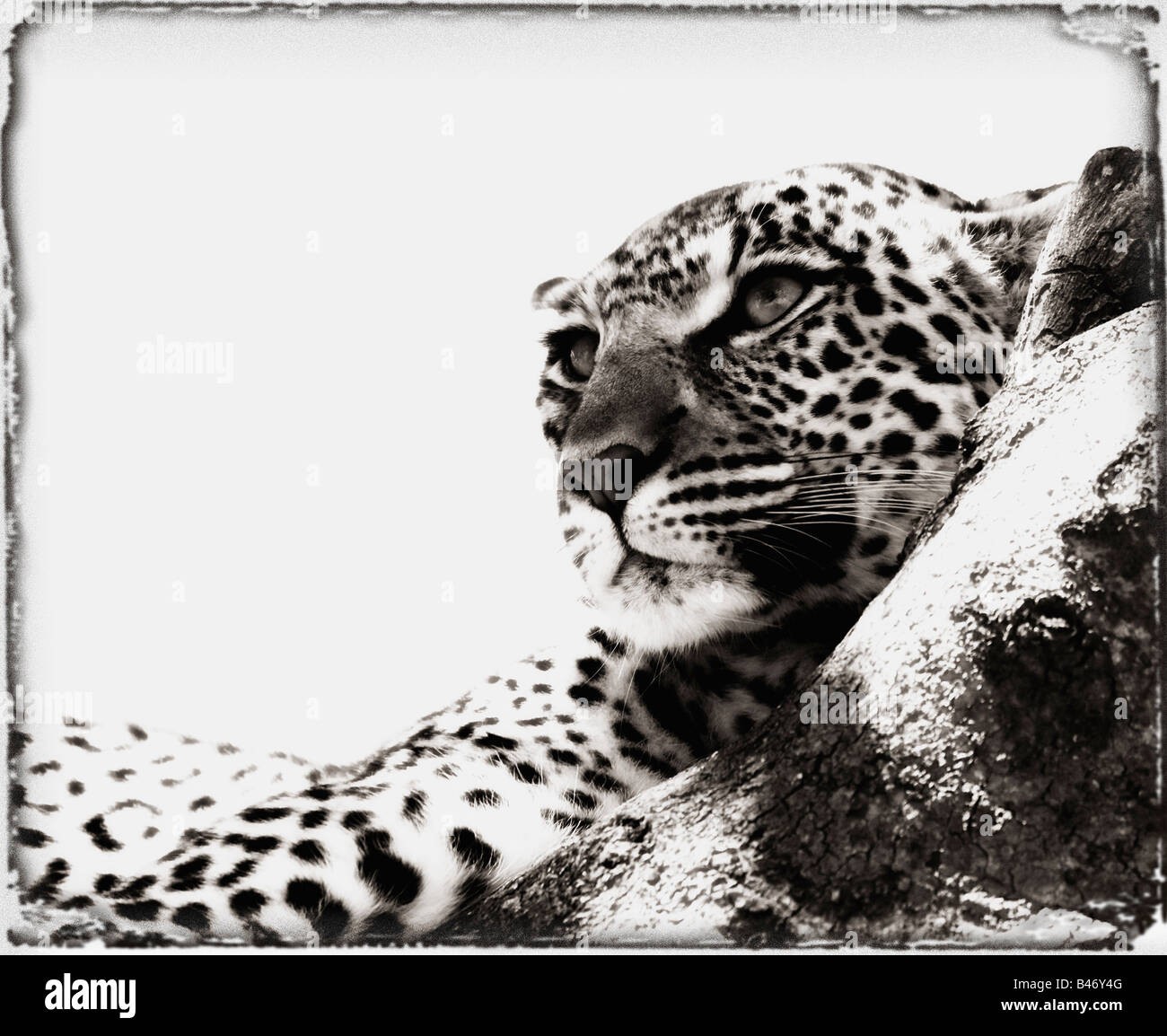 Portrait of an African Leopard, Botswana, Africa Stock Photo - Alamy