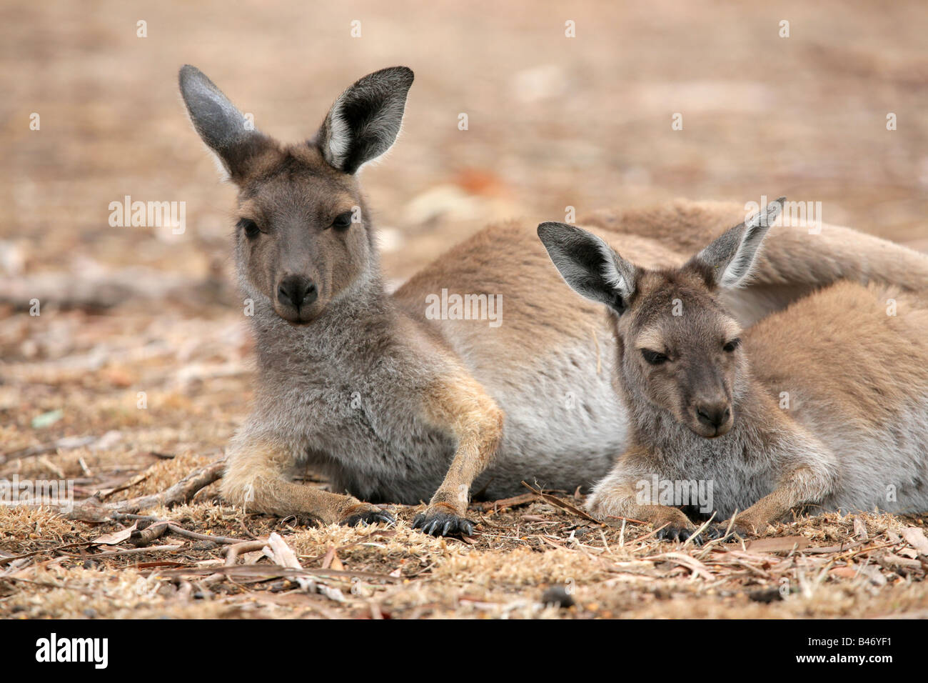 Kangaroo and joey Australia Stock Photo - Alamy
