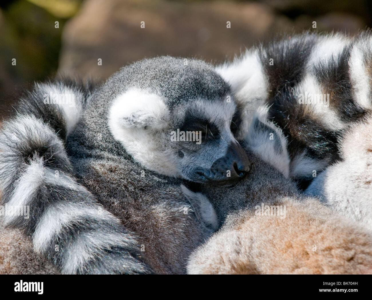 Ring tailed Lemur Lemur catta Stock Photo - Alamy