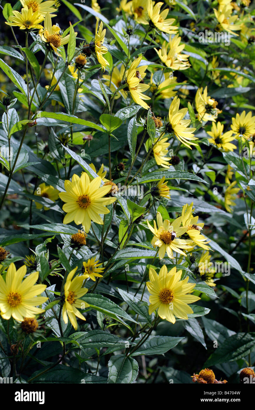 HELIANTHUS LEMON QUEEN AGM Stock Photo - Alamy
