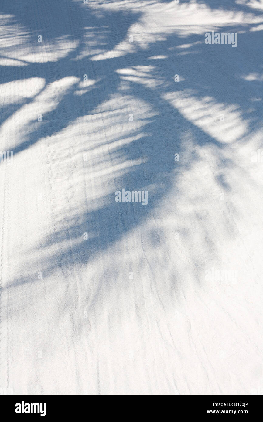 Shadow of palm leaves Stock Photo - Alamy