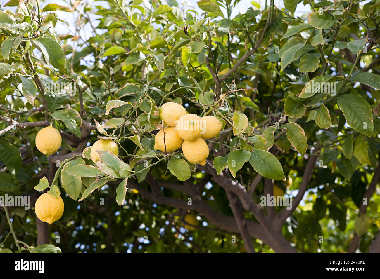 Lemon tree hi-res stock photography and images - Alamy