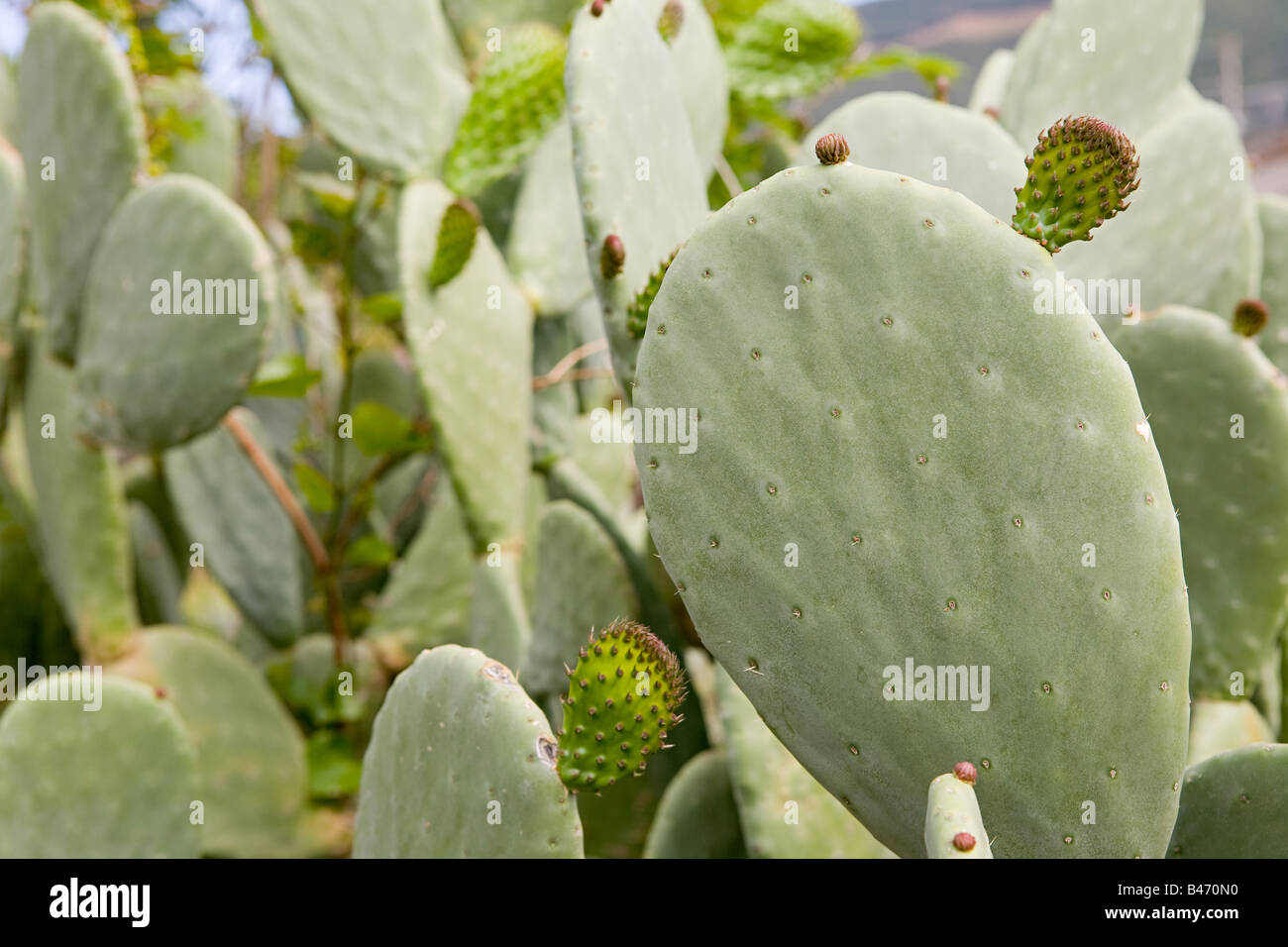 Cacti species hi-res stock photography and images - Alamy