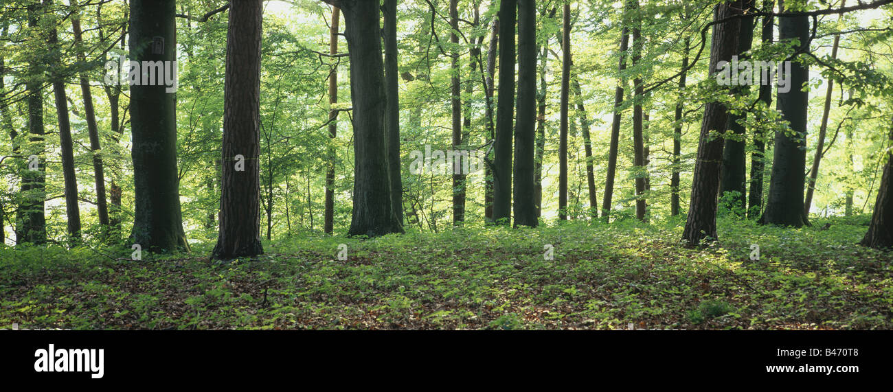 Trees in forest Stock Photo - Alamy