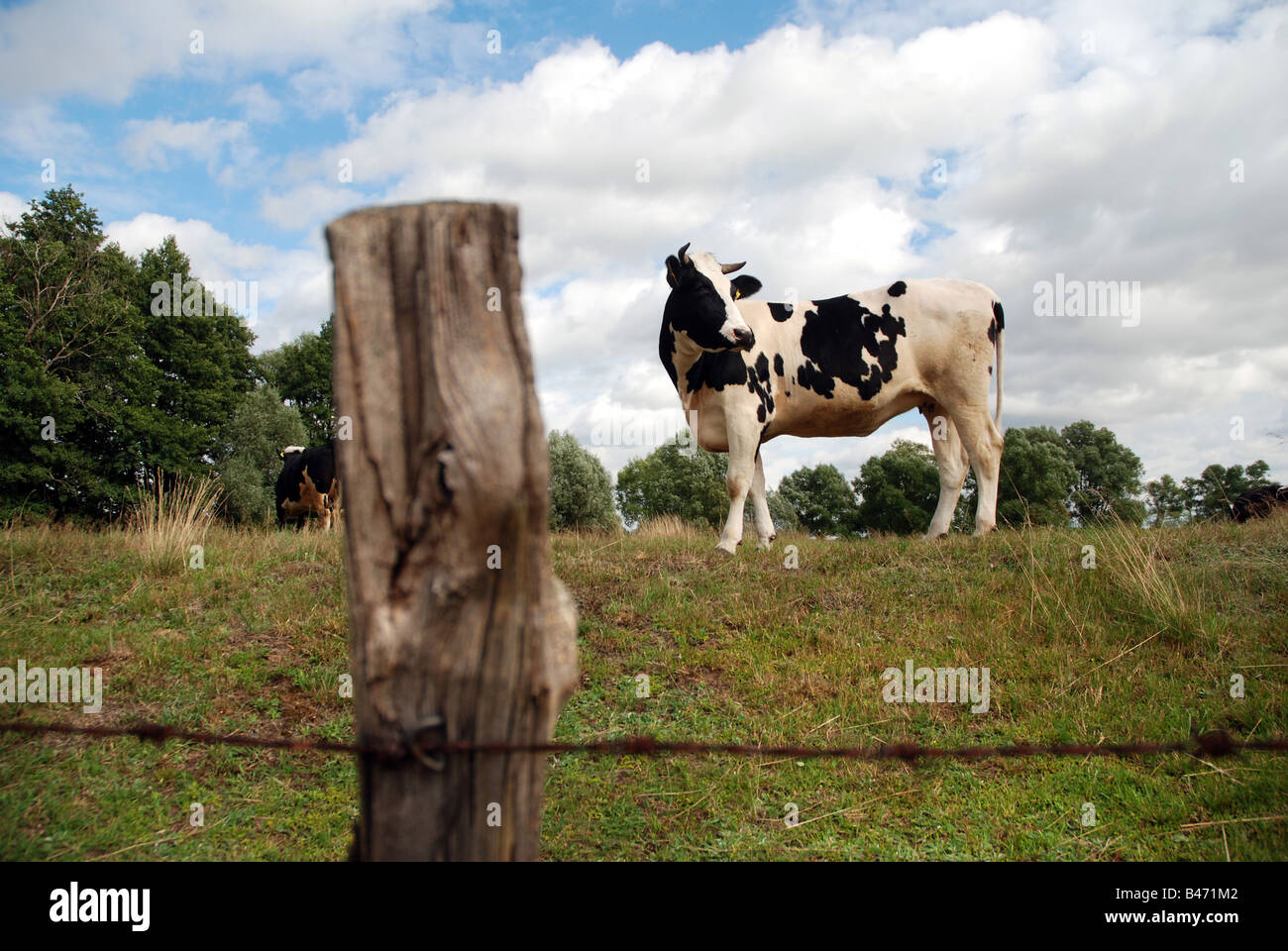 Cow on a pastureland, Masovia region in Poland Stock Photo - Alamy