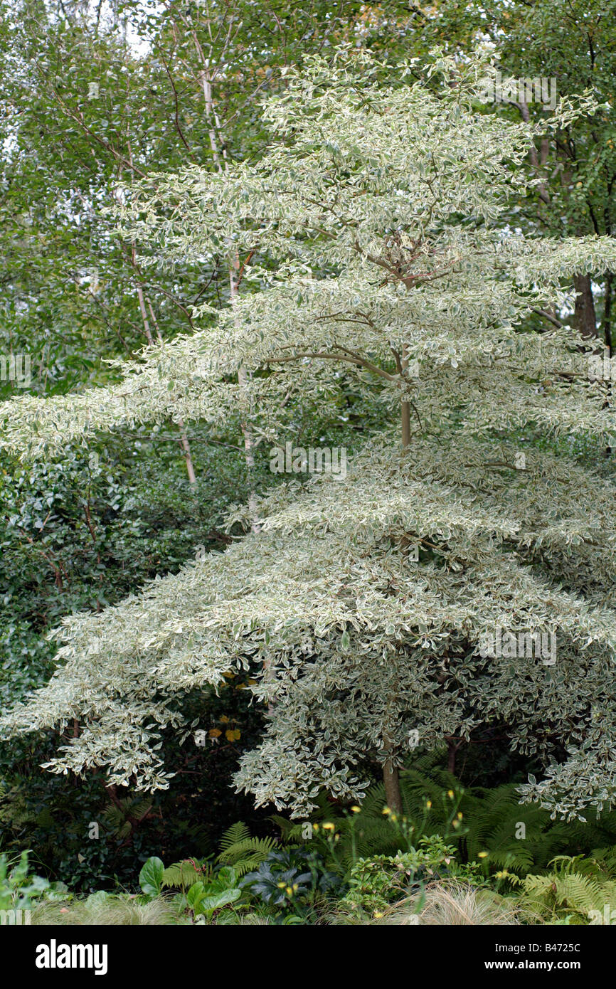 CORNUS CONTRAVERSA VARIEGATA AGM Stock Photo - Alamy