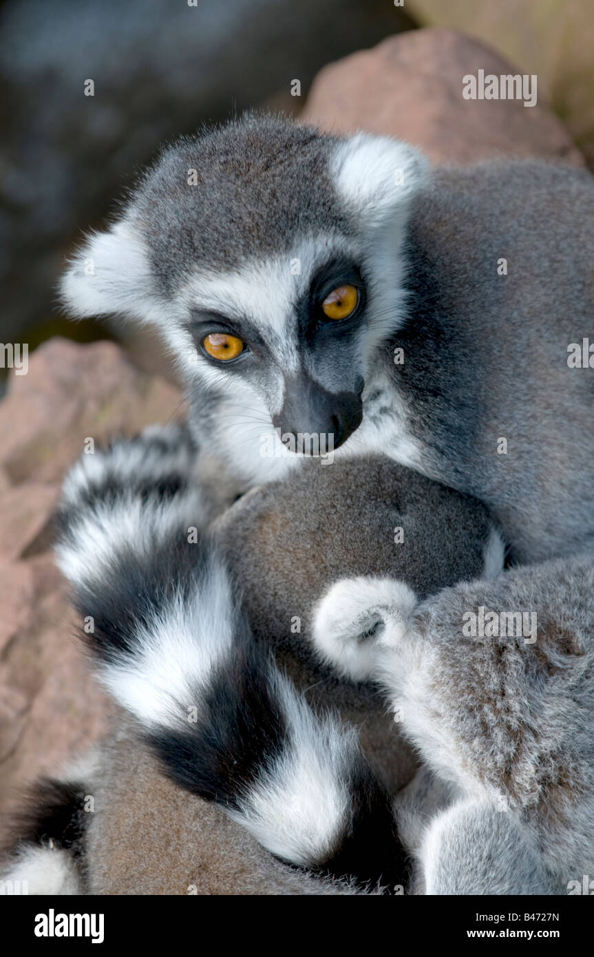 Ring tailed Lemur Lemur catta Stock Photo - Alamy