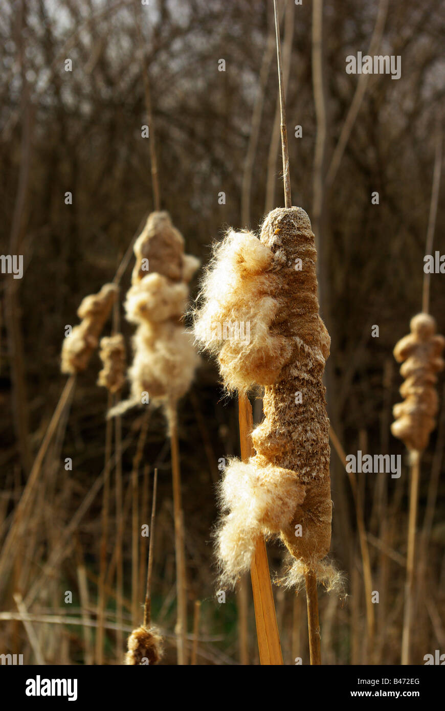 Cat tail in swamp hi-res stock photography and images - Alamy