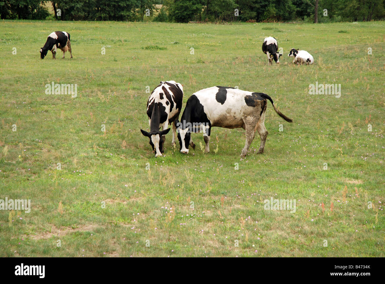 Cows on a pastureland, Masovia region in Poland Stock Photo - Alamy