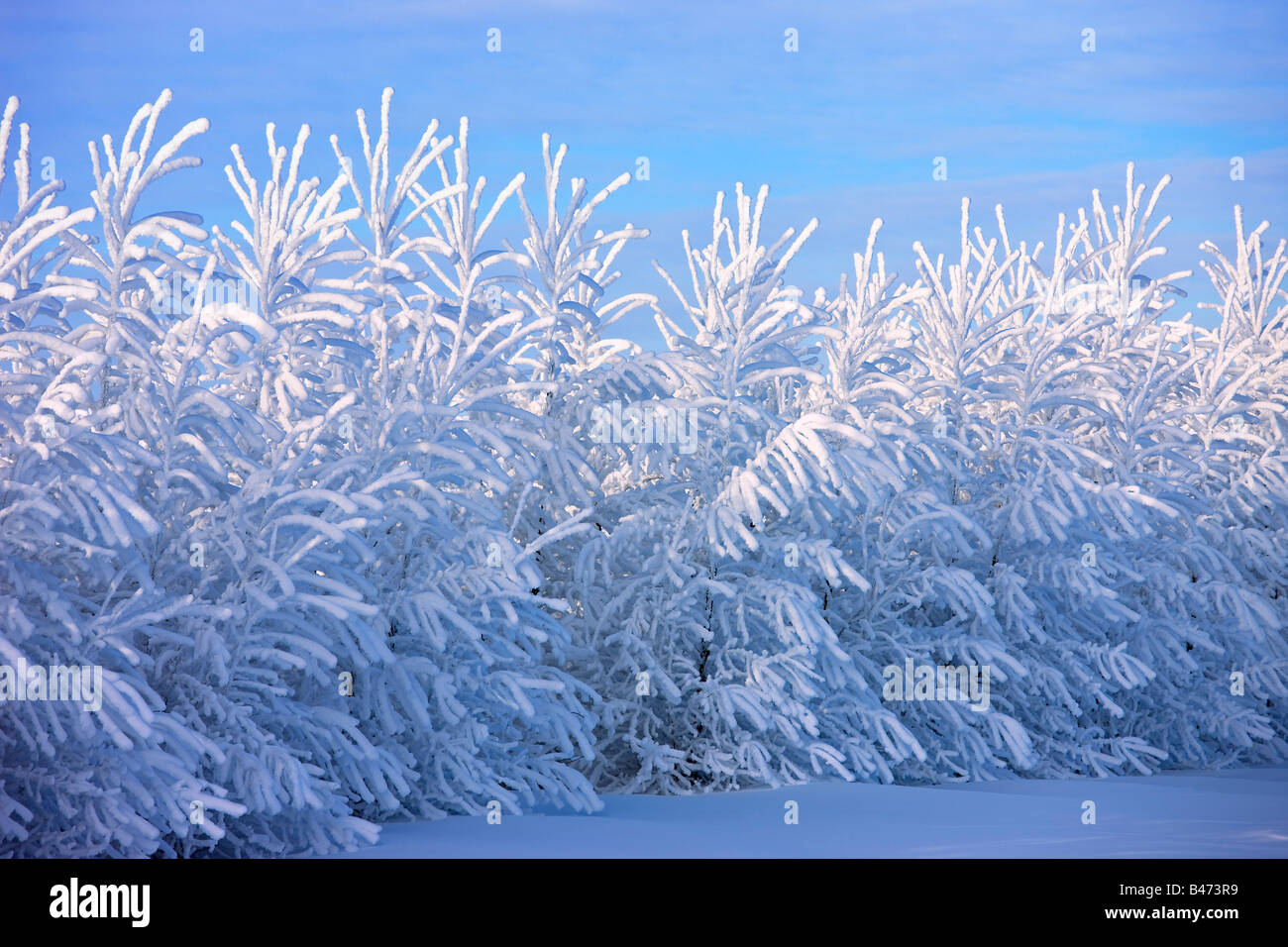 Covered in snow Stock Photo - Alamy