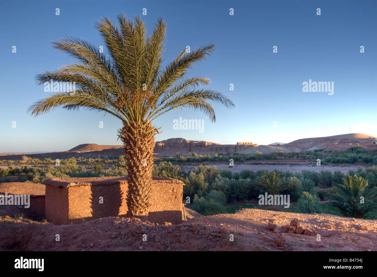 sunset on a palm tree in Morocco with clear sky dades valley, ait ...