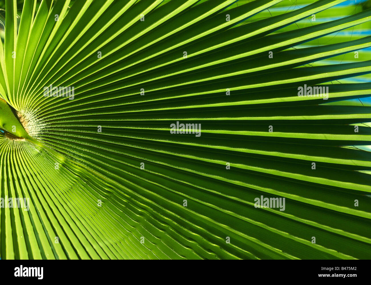 Palm leaf structure hi-res stock photography and images - Alamy