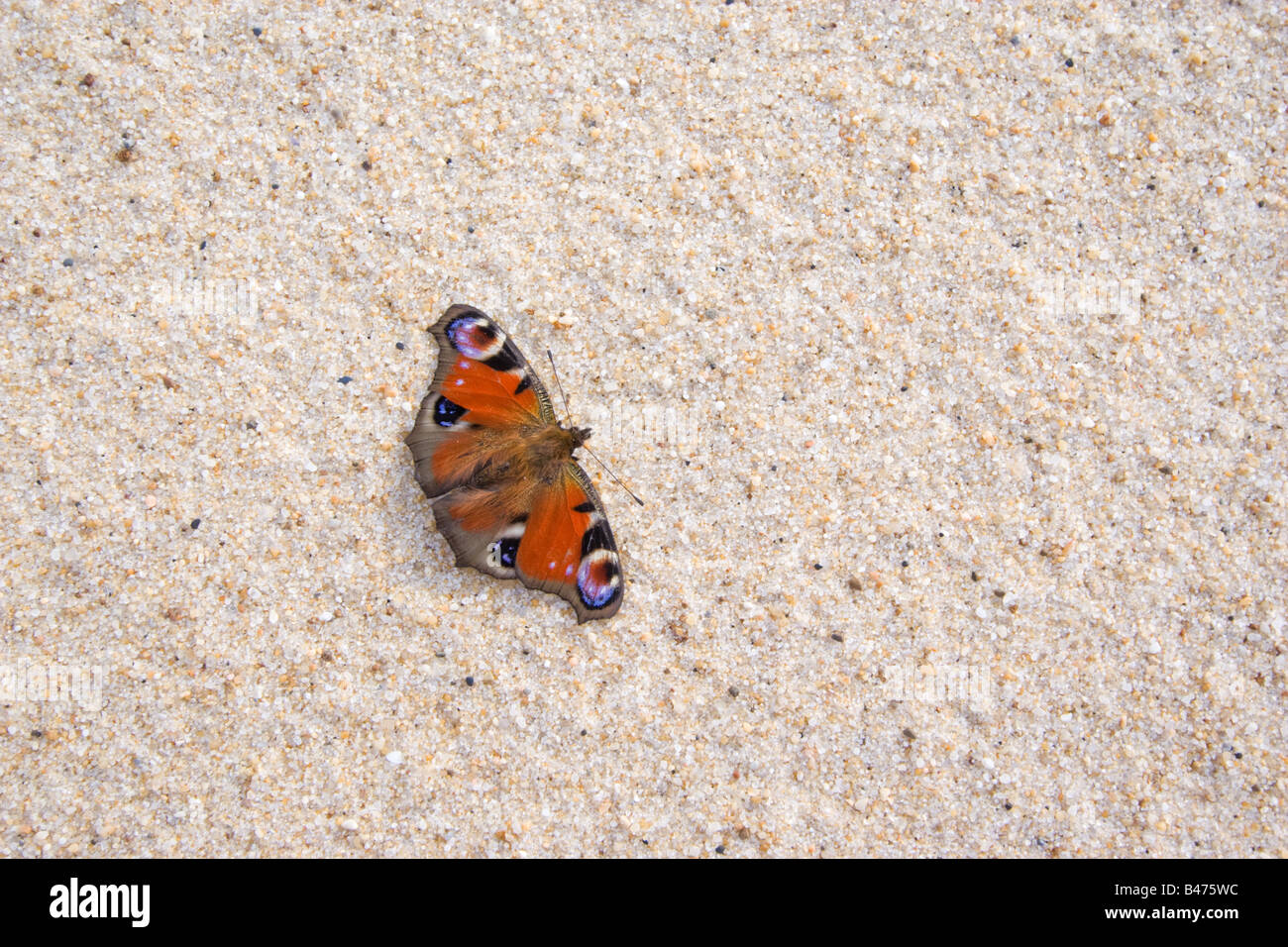 beautiful Nymphalis io species on sand atlantic coast Stock Photo - Alamy